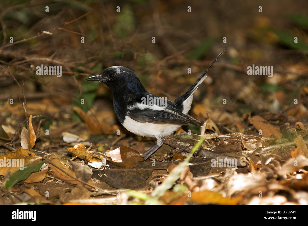 Madagascar magpie robin, Copsychus albospecularis, Ankarana Special ...