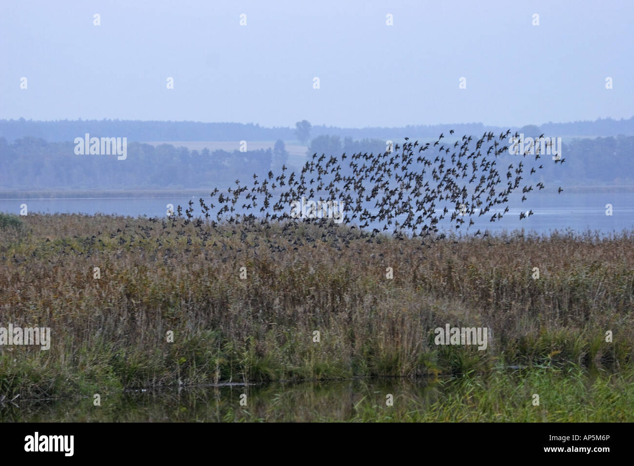 Star Sturnus vulgaris stare schwarm schwärme Vogelschwarm swarm flight ...