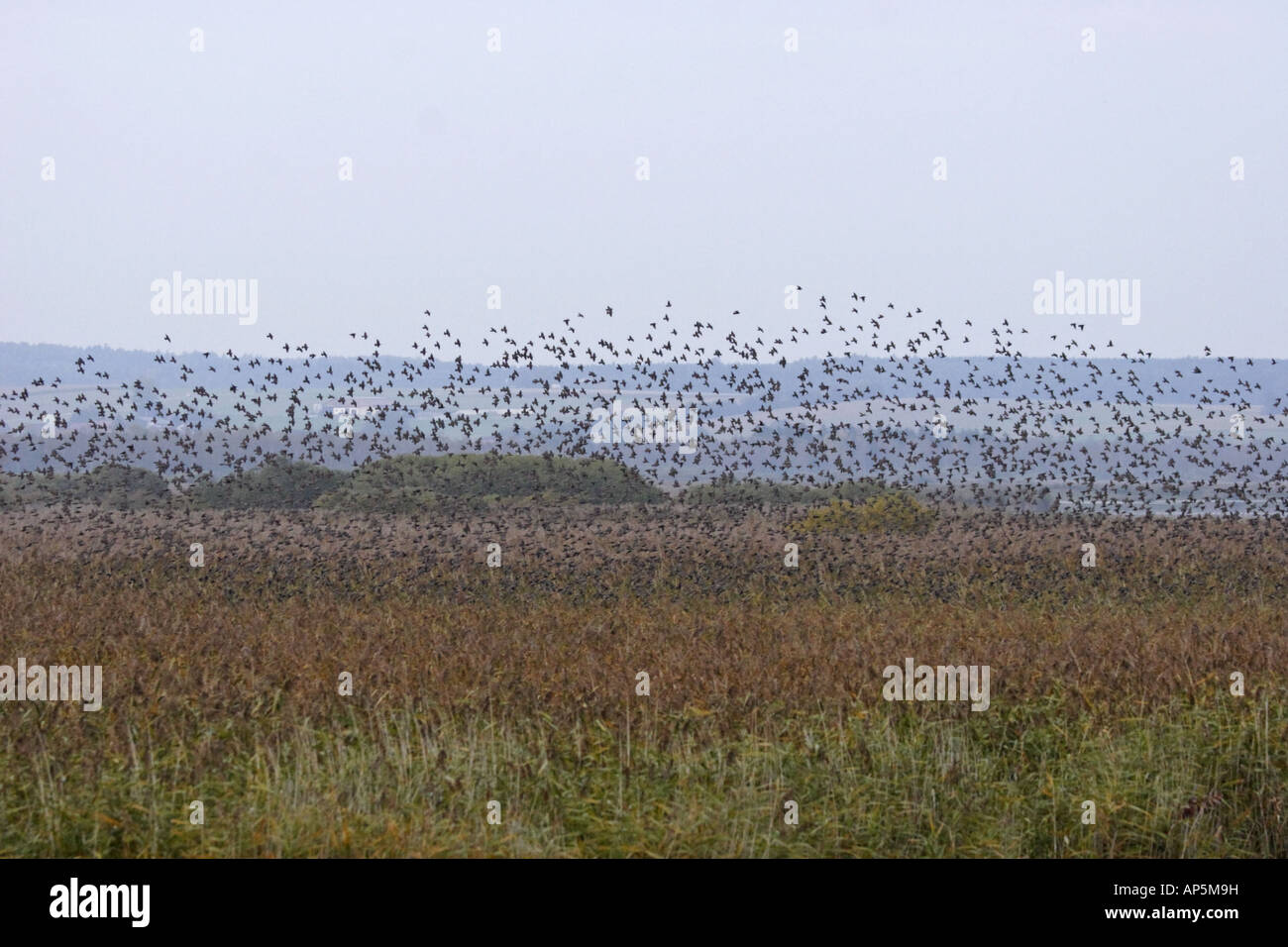 Star Sturnus vulgaris stare schwarm schwärme Vogelschwarm swarm flight ...