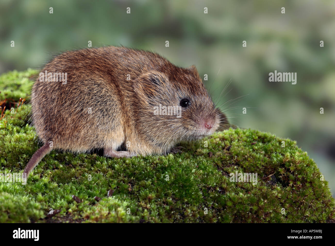 Short Tailed Vole Microtus agrestis looking alert Potton Bedfordshire ...