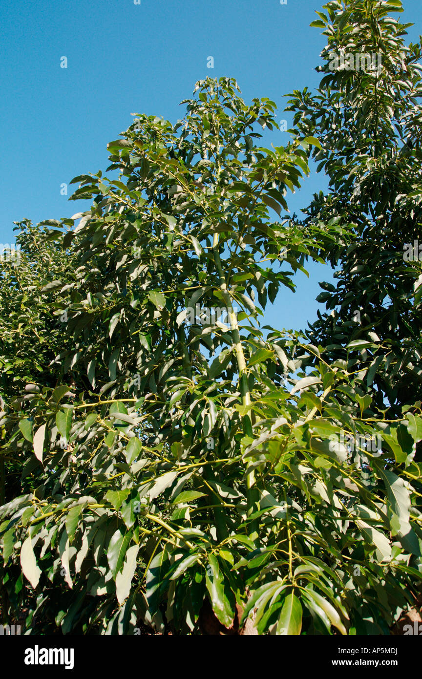 Israel Sharon district Avocado plantation Stock Photo - Alamy