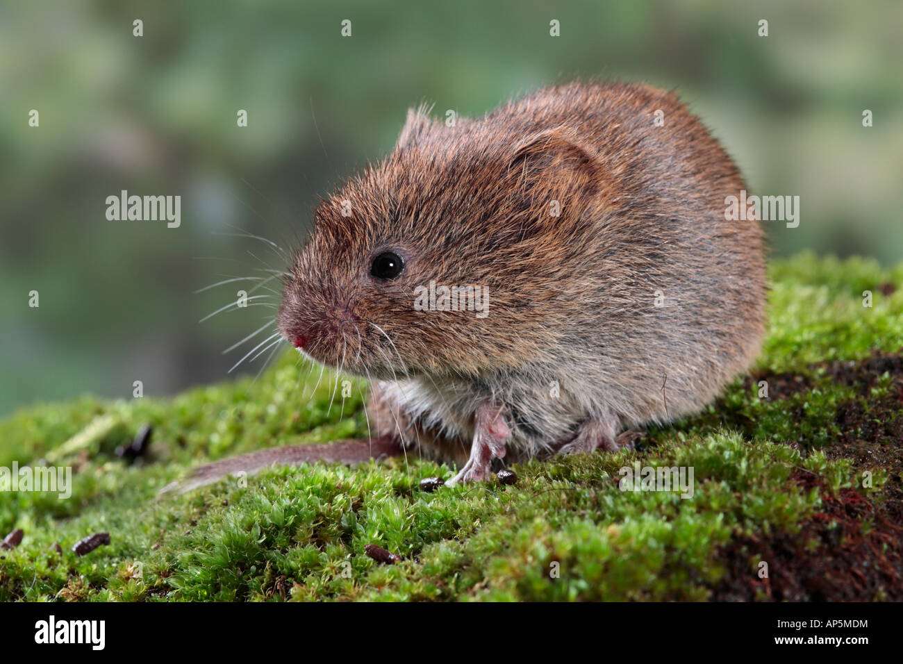 Short Tailed Vole Microtus agrestis looking alert Potton Bedfordshire ...