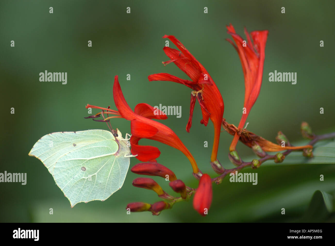 Large White Butterfly on Crocosmia 'Lucifer' Flower Stock Photo - Alamy