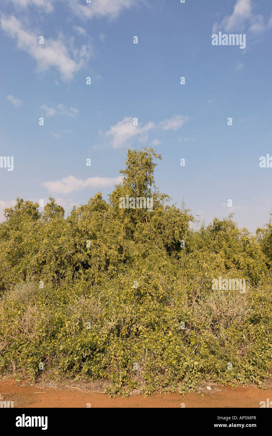 Mustard tree hi-res stock photography and images - Alamy