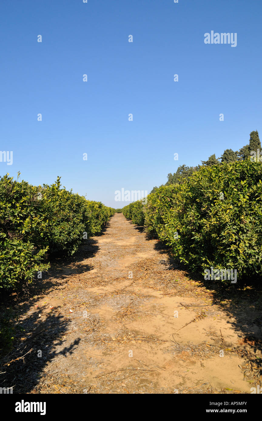 Israel Sharon district Citrus Grove clementine plot pruned trees after ...