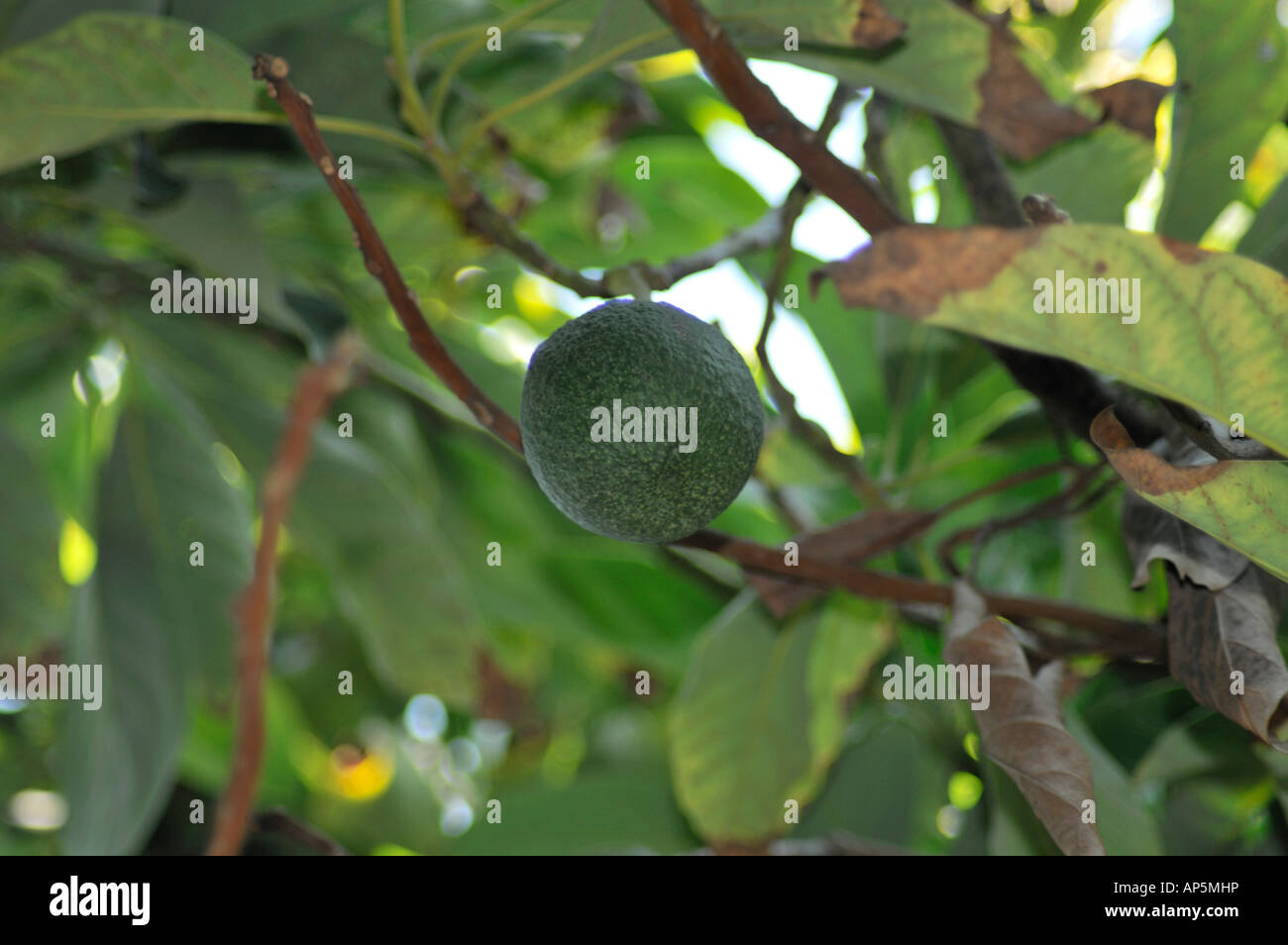Israel Sharon district Avocado plantation Ripe fruit on the tree before ...