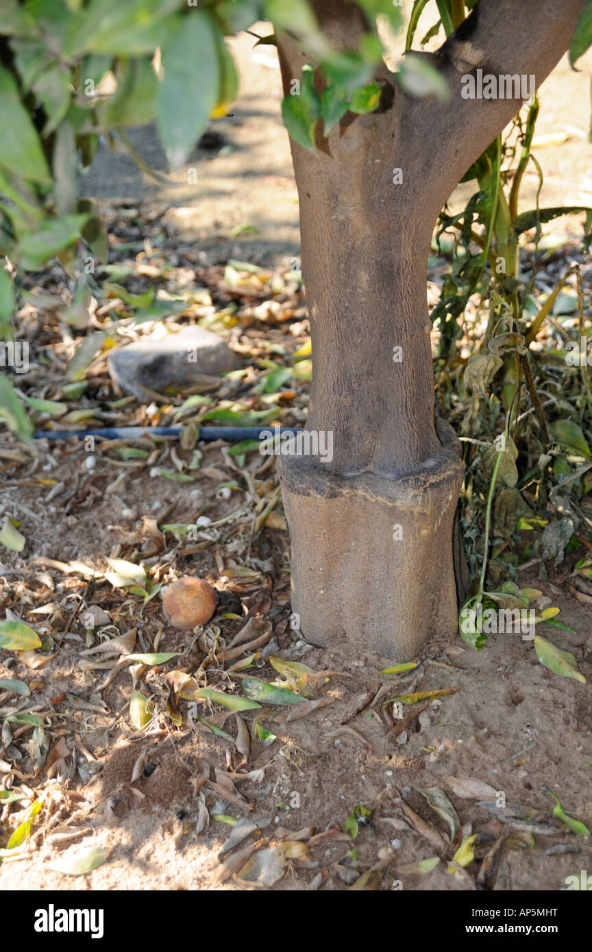 Israel Sharon district Citrus Grove the grafted trunk Stock Photo - Alamy