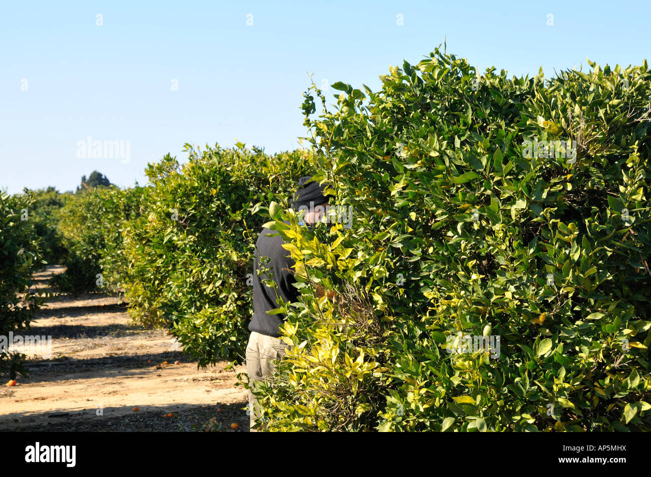 Israel Sharon district Citrus Grove clementine plot pruned trees a man ...