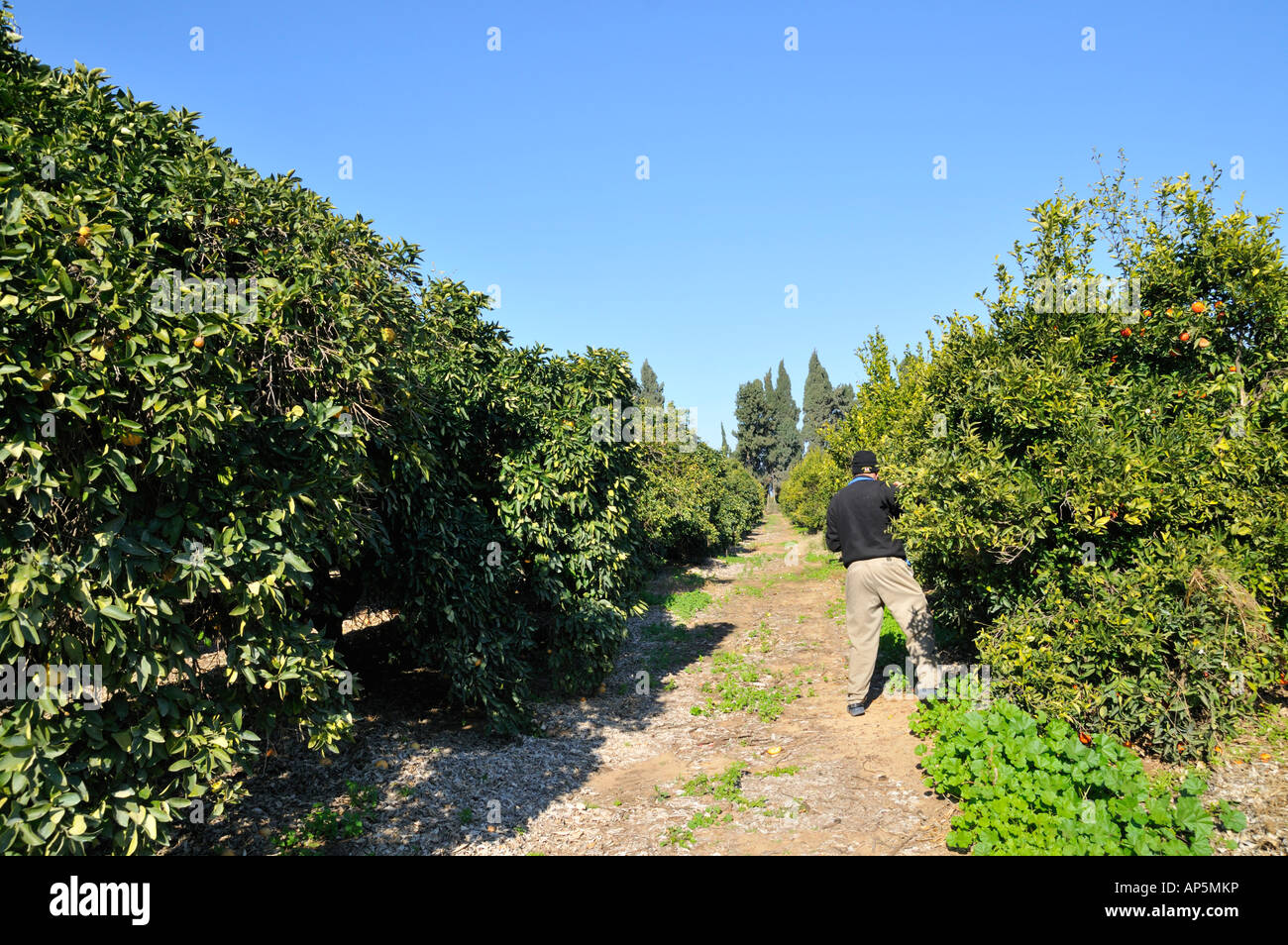 Israel Sharon district Citrus Grove clementine plot pruned trees a man ...