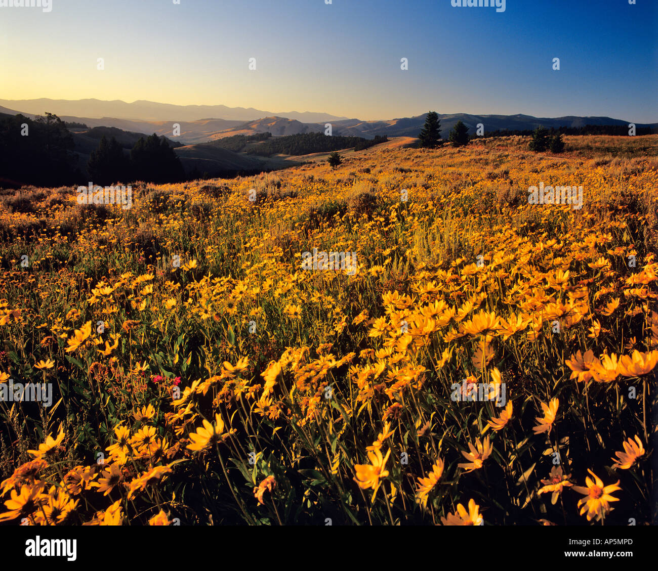 Wildflowers at Lemhi Pass on the Montana and Idaho state line Stock ...