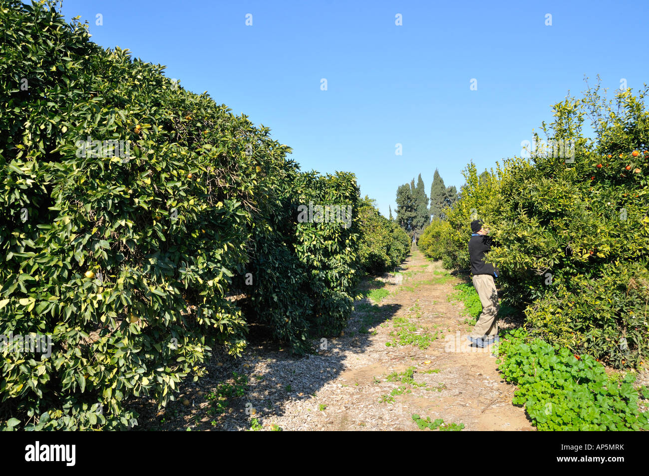 Israel Sharon district Citrus Grove clementine plot pruned trees a man ...