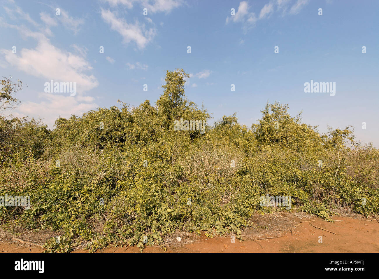 Mustard tree hi-res stock photography and images - Alamy