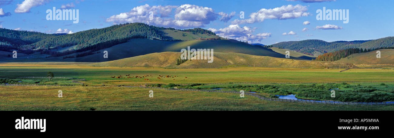 Cattle graze along valley hi-res stock photography and images - Alamy
