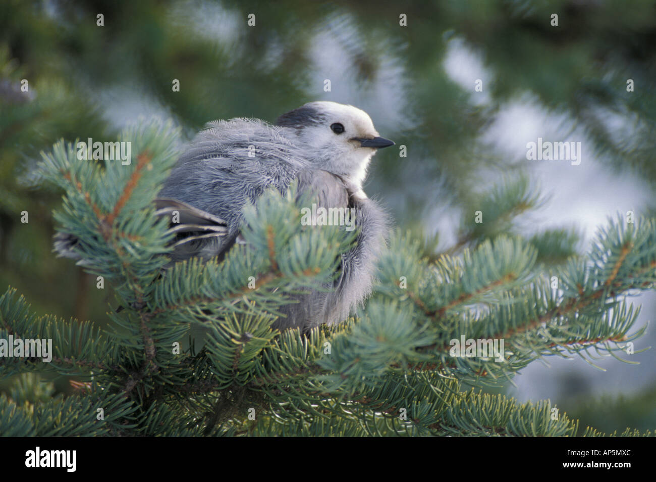 Lolo Pass, Bitterroot National Forest, ID. A Gray Jay, Perisoreus ...
