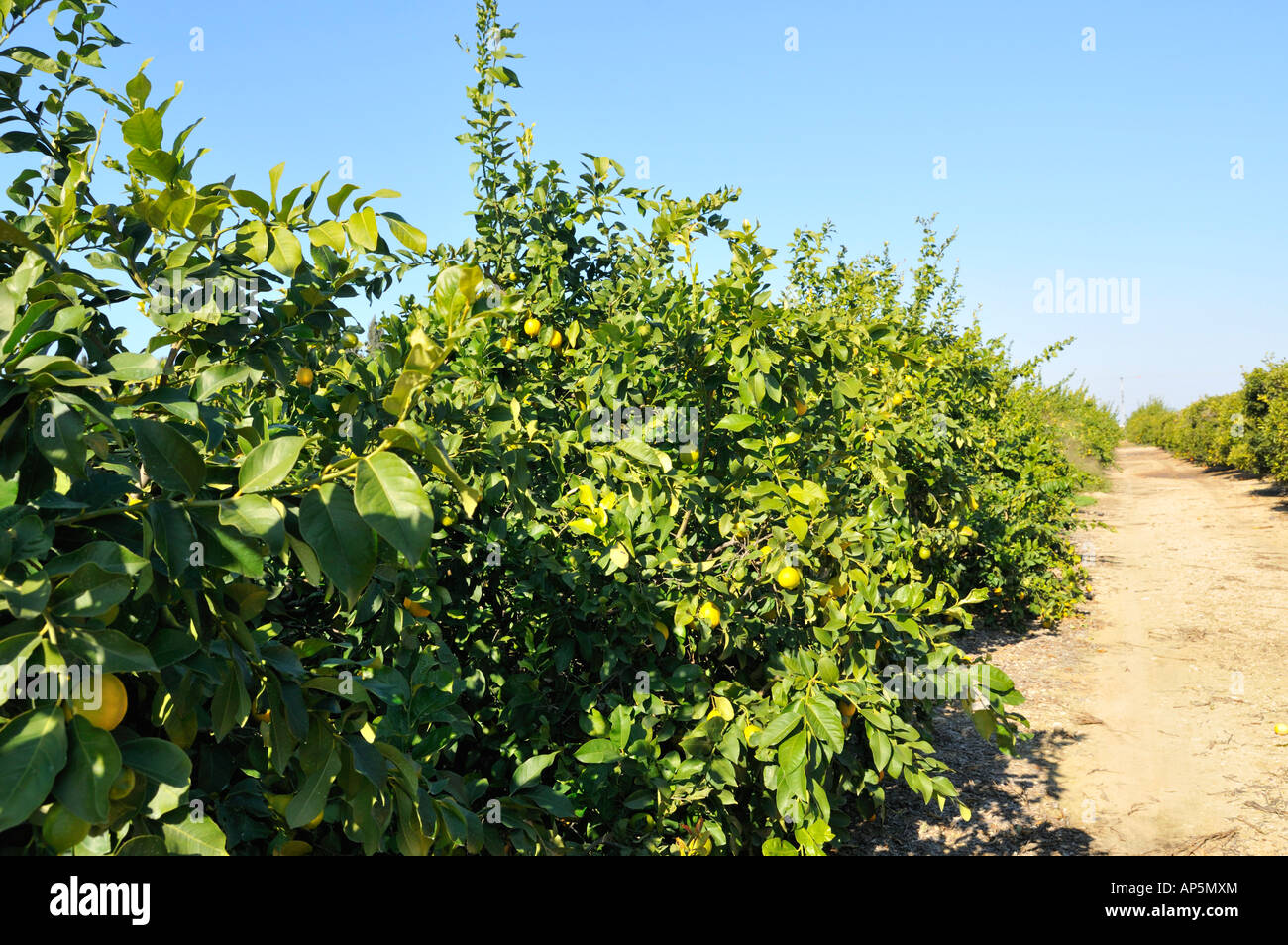 Israel Sharon district Citrus Grove Grapefruit trees Stock Photo - Alamy