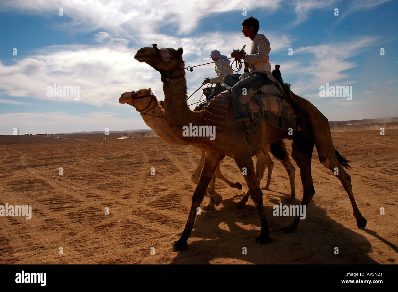 Racing camel and person hi-res stock photography and images - Alamy