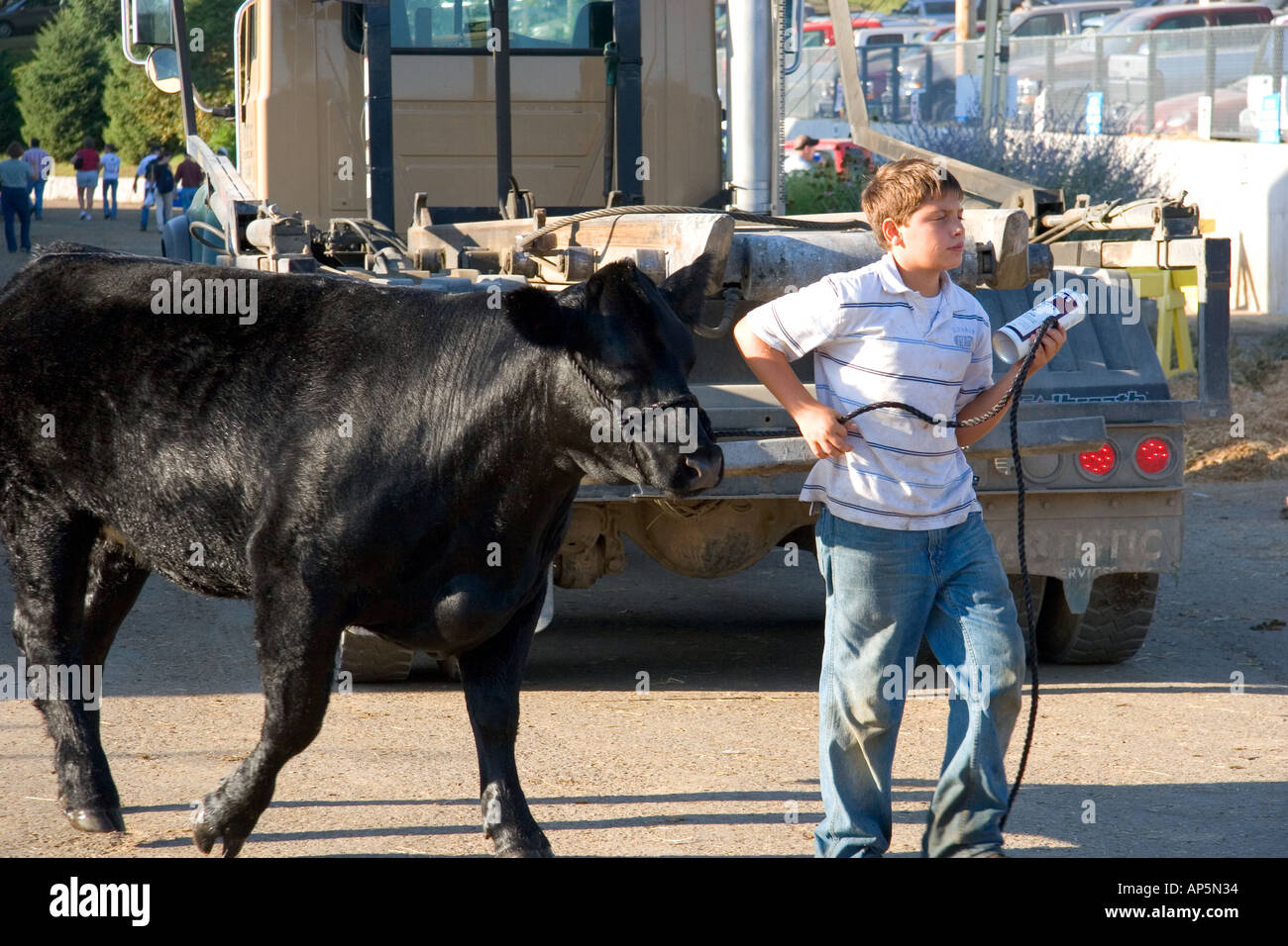 Young boy walks his cow at the Iowa state fair in Des Moines Stock ...