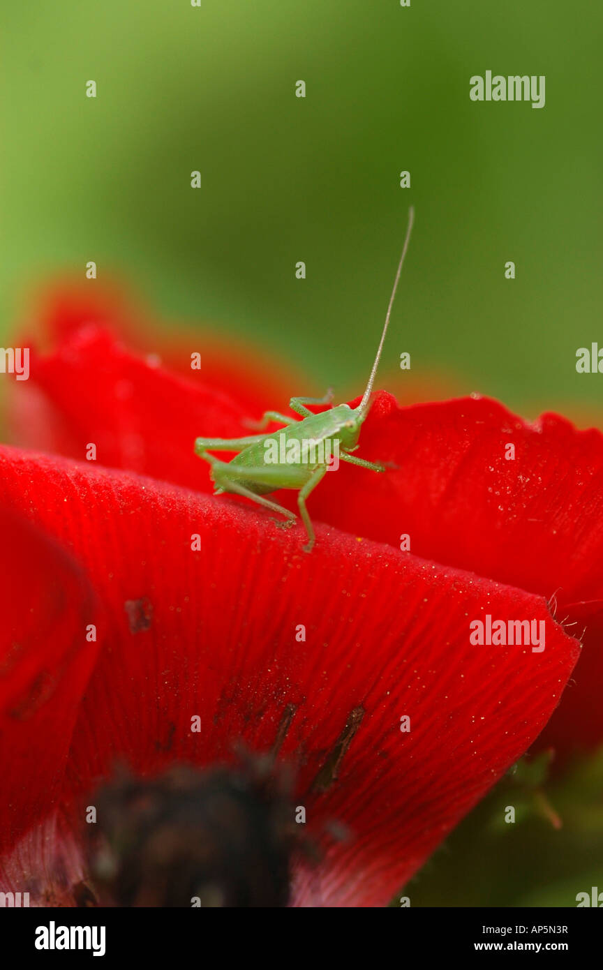 Israeli spring flower red Anemone coronaria with a green grasshopper ...