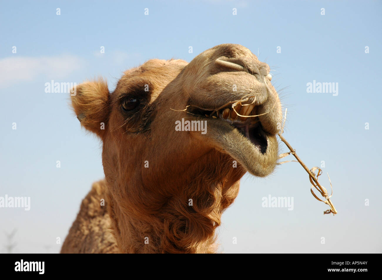 Close up of a camel s head Stock Photo - Alamy
