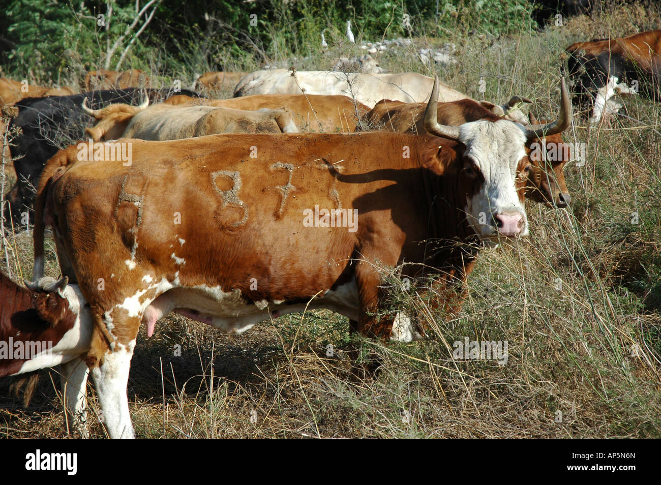Israel Free roaming cows grazing in a field Stock Photo - Alamy