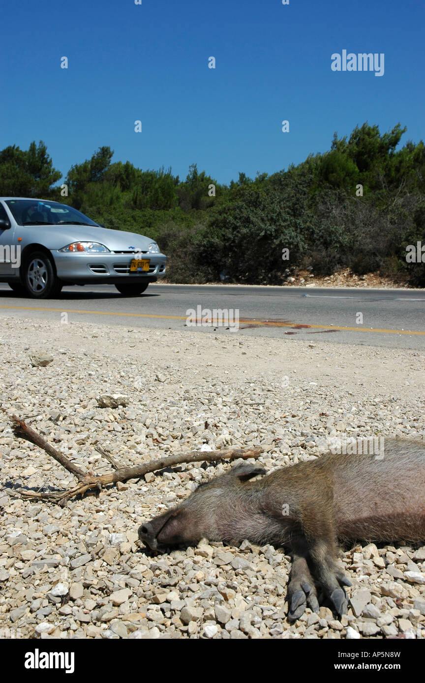 Israel Wild boar Sus scrofa road kill Stock Photo - Alamy