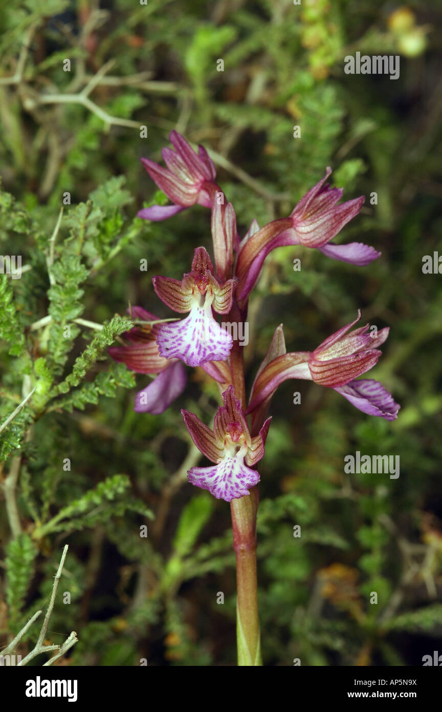 Israeli spring flower Orchis caspia March 2007 Stock Photo - Alamy