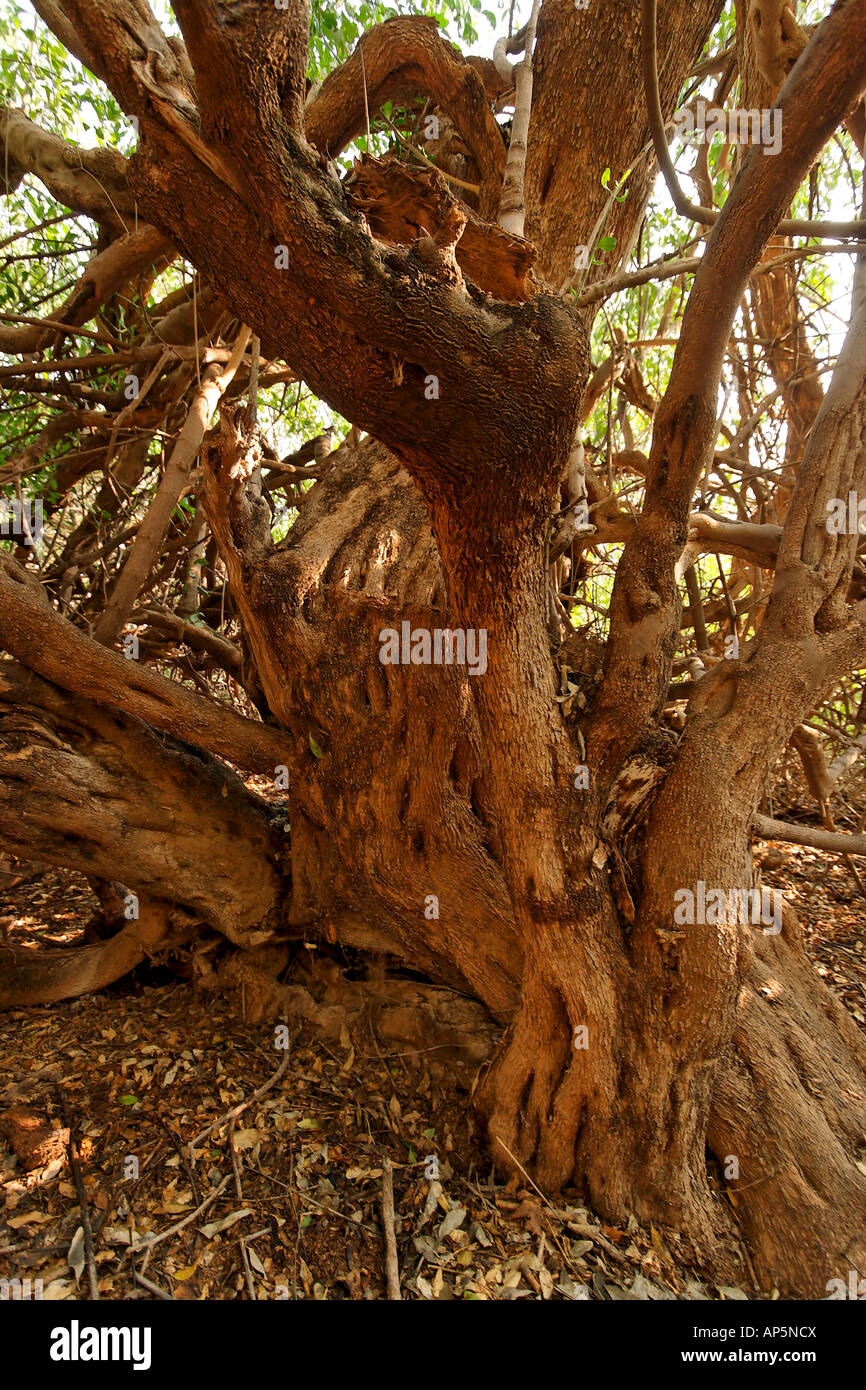 Salvadora Persica tree Toothbrush tree Mustard tree in the Jordan ...