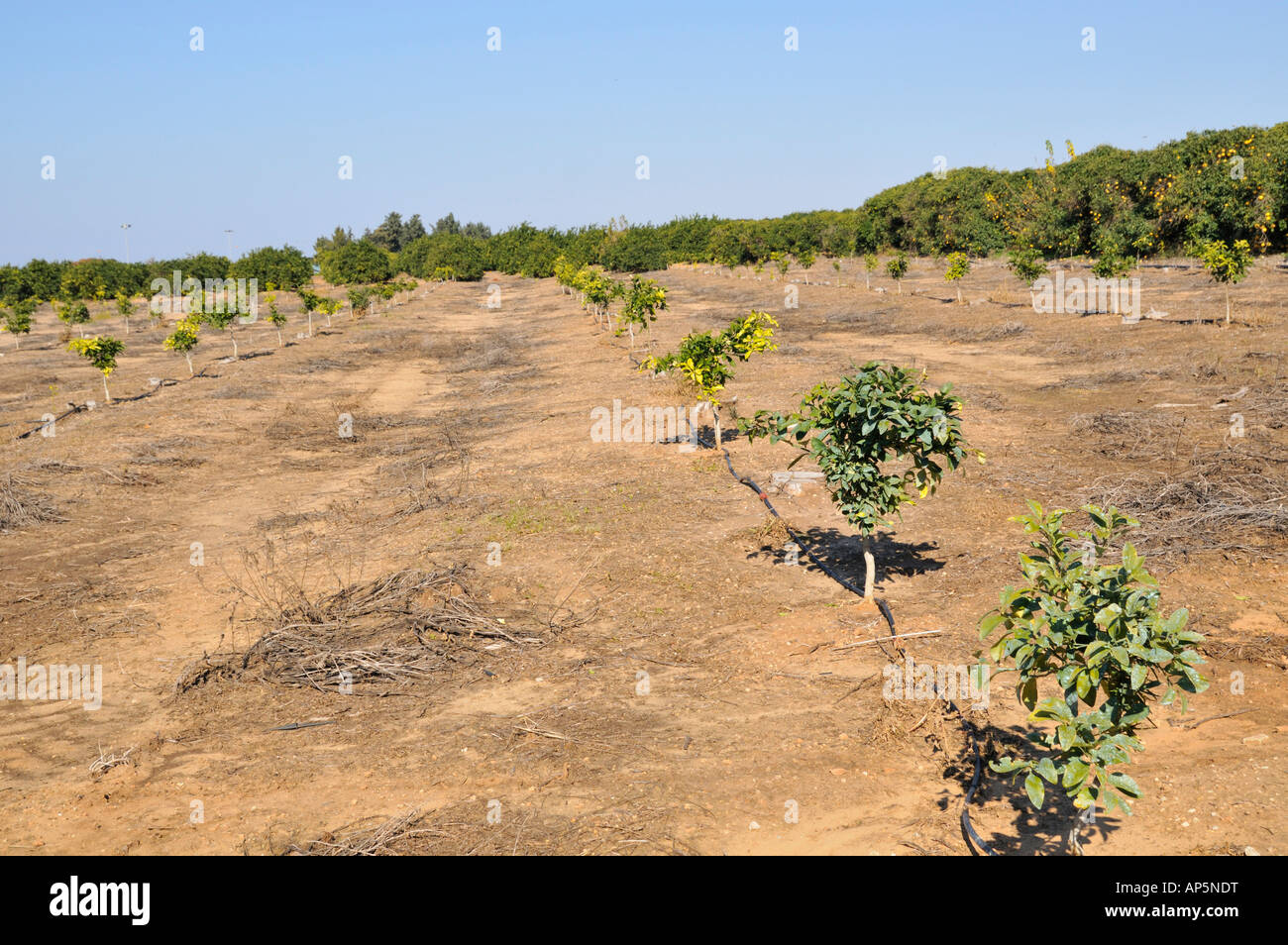 Israel Sharon district Citrus Grove Young orange trees planted in a ...