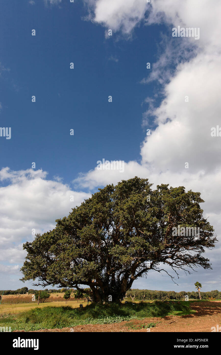Sycamore tree in Ga ash Sharon region Israel Stock Photo - Alamy