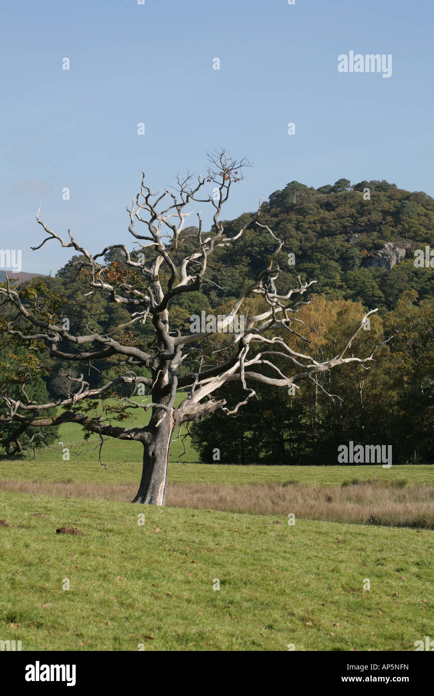 Dead standing oak trees hi-res stock photography and images - Alamy