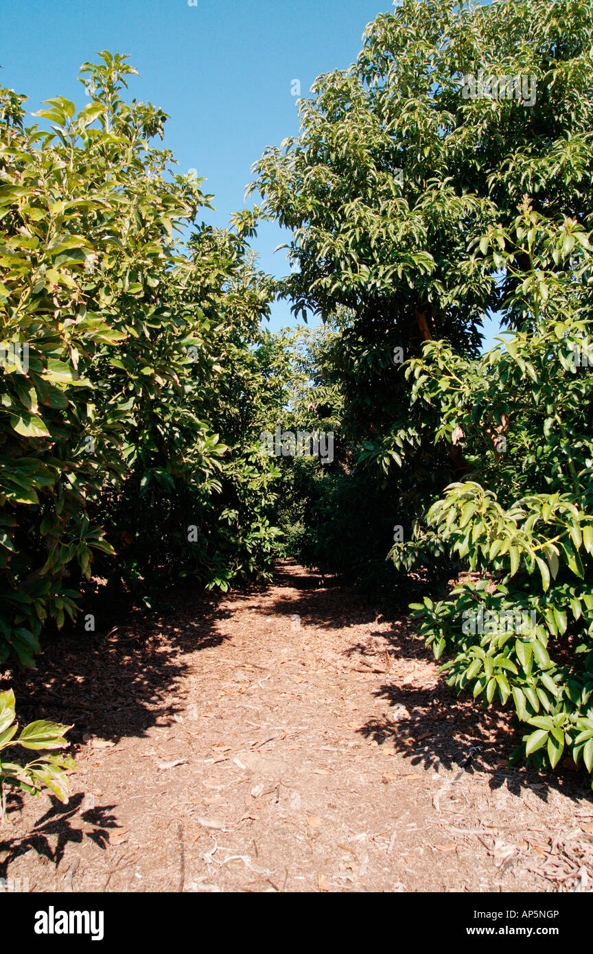 Israel Sharon district Avocado plantation Stock Photo - Alamy