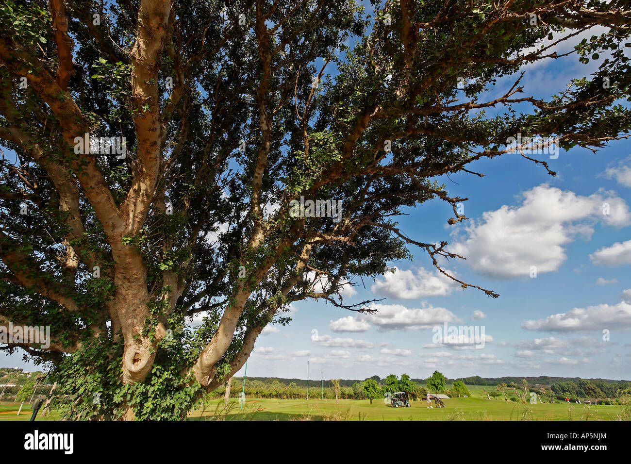 Sycamore tree in Ga ash Sharon region Israel Stock Photo - Alamy