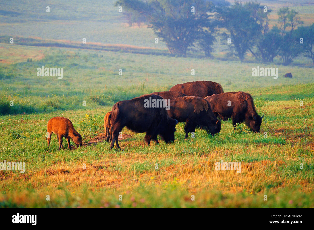 Bison at Neil Smith NWR in Iowa, USA Stock Photo - Alamy