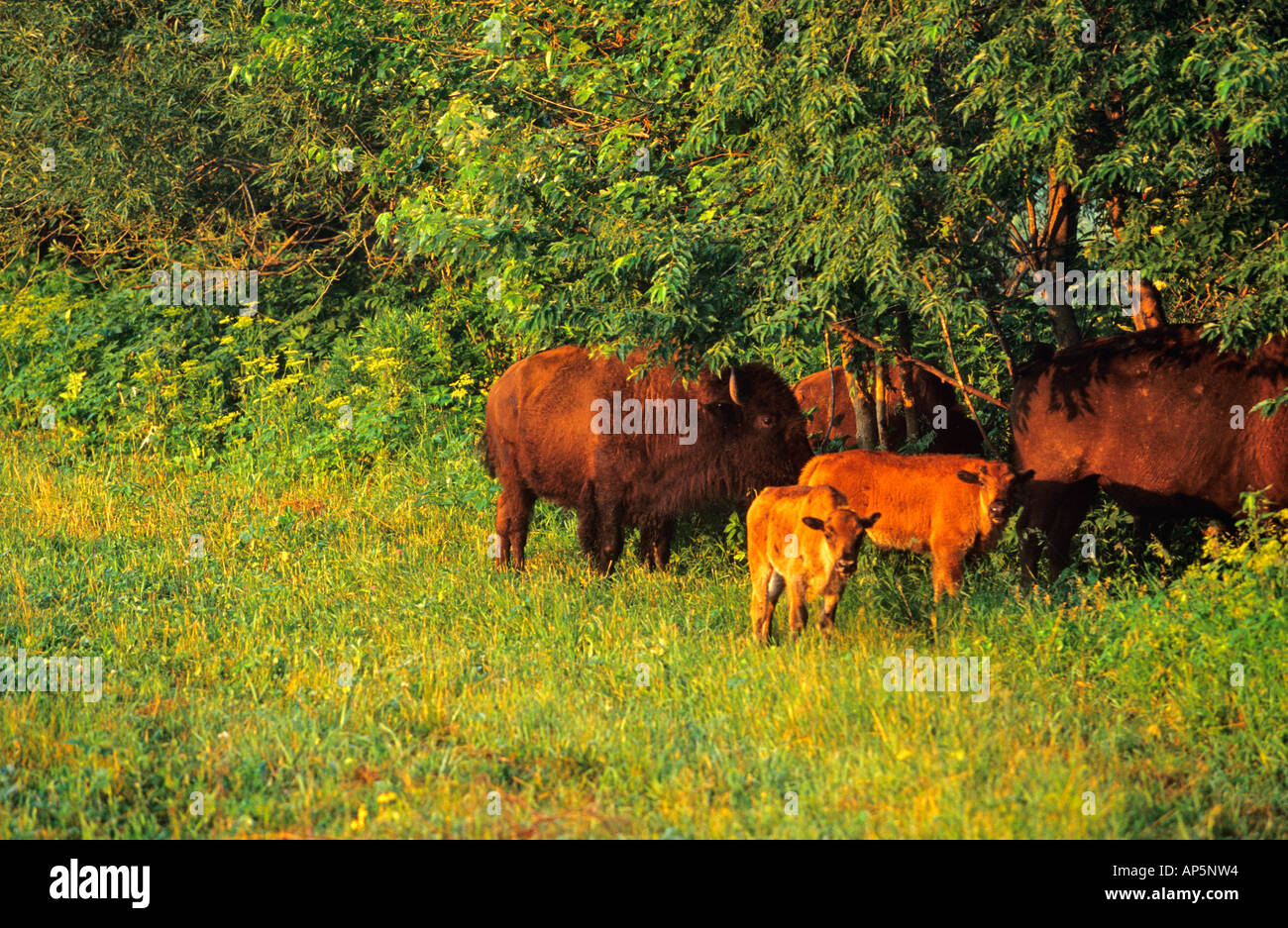 Bison Herd at Neil Smith NWR in Iowa Stock Photo - Alamy