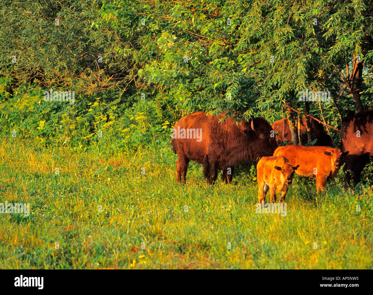 Bison herd at Neil Smith NWR in Iowa Stock Photo - Alamy