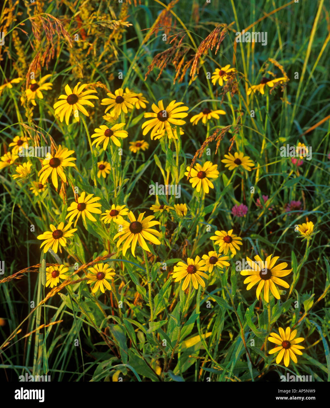 Iowa wildflowers hi-res stock photography and images - Alamy