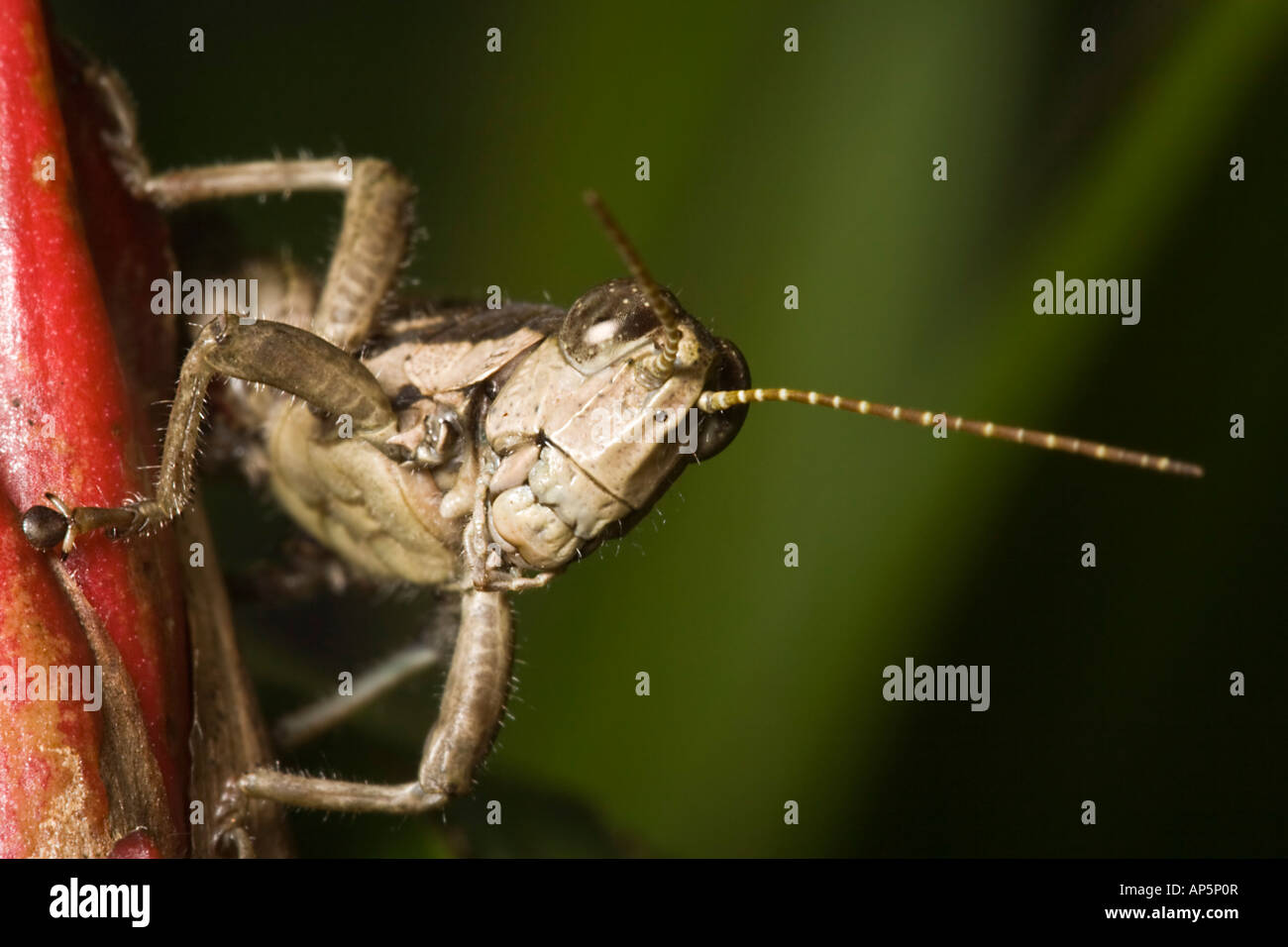 bug grasshopper locuste insect curious attentive inquisitive gafanhoto ...