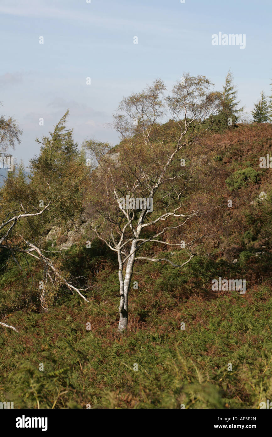 Silver Birch Trees in mixed deciduouswoodland above Walla Crag Keswick ...