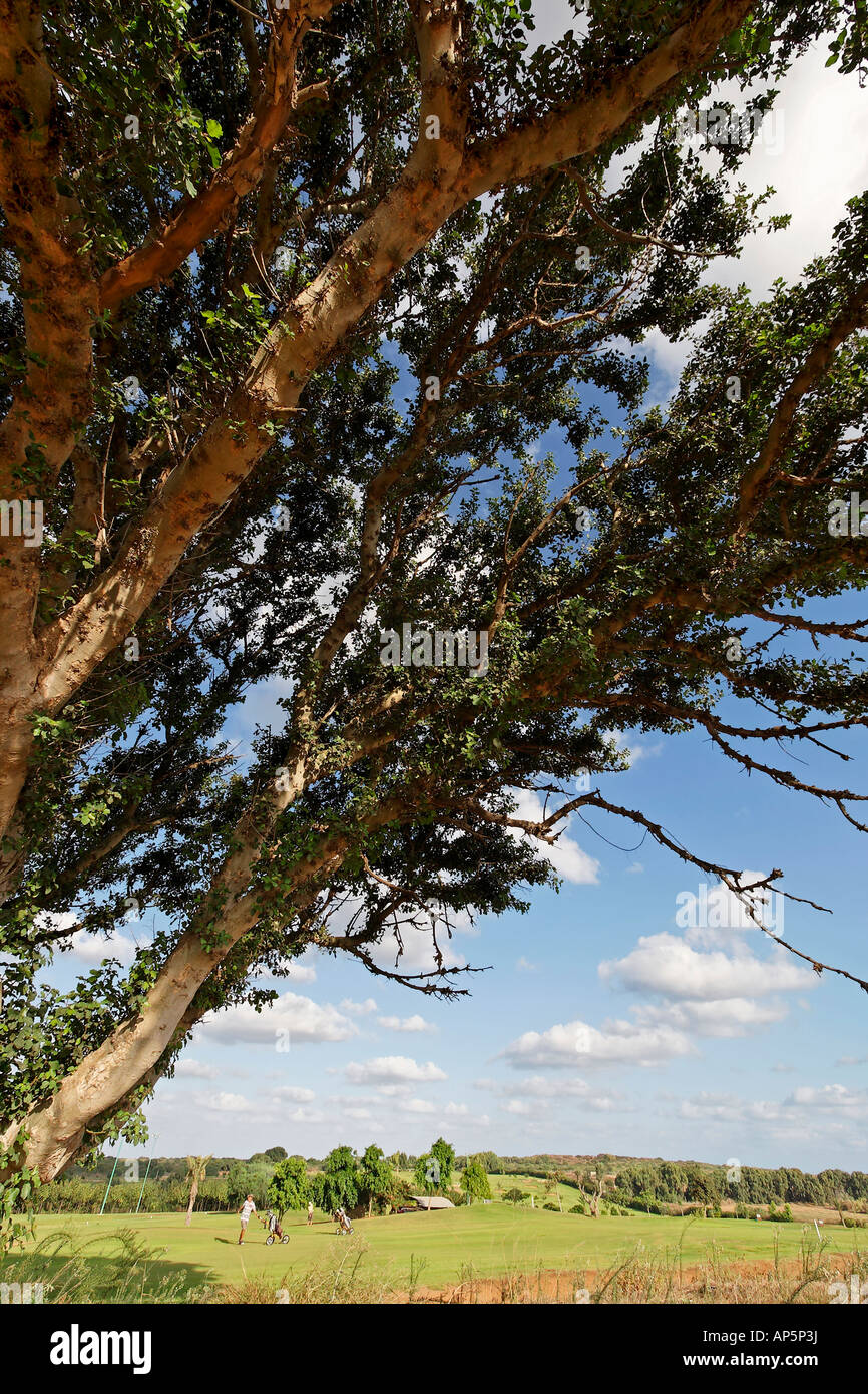 Sycamore tree in Ga ash Sharon region Israel Stock Photo - Alamy