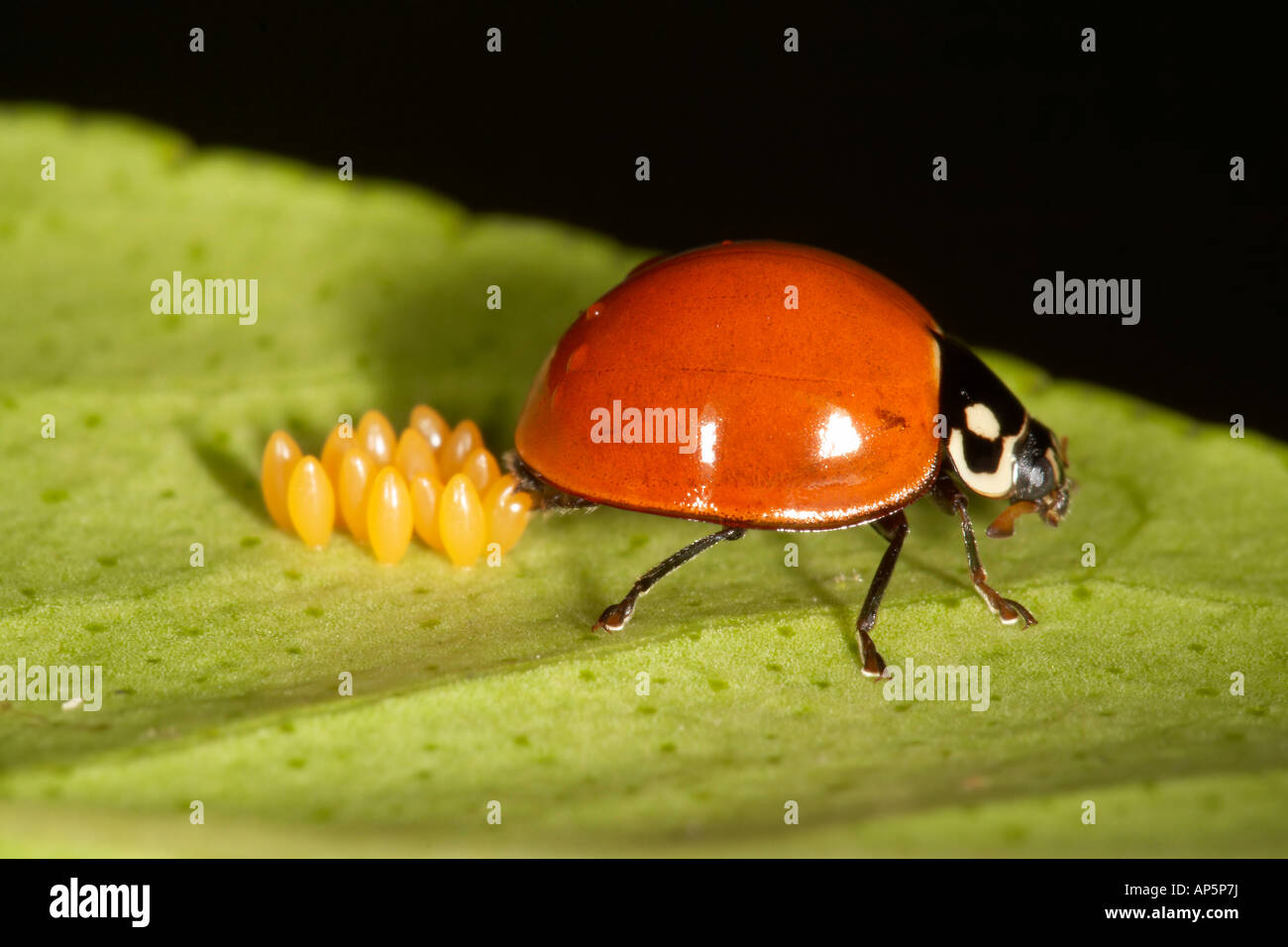 Ladybug egg hi-res stock photography and images - Alamy