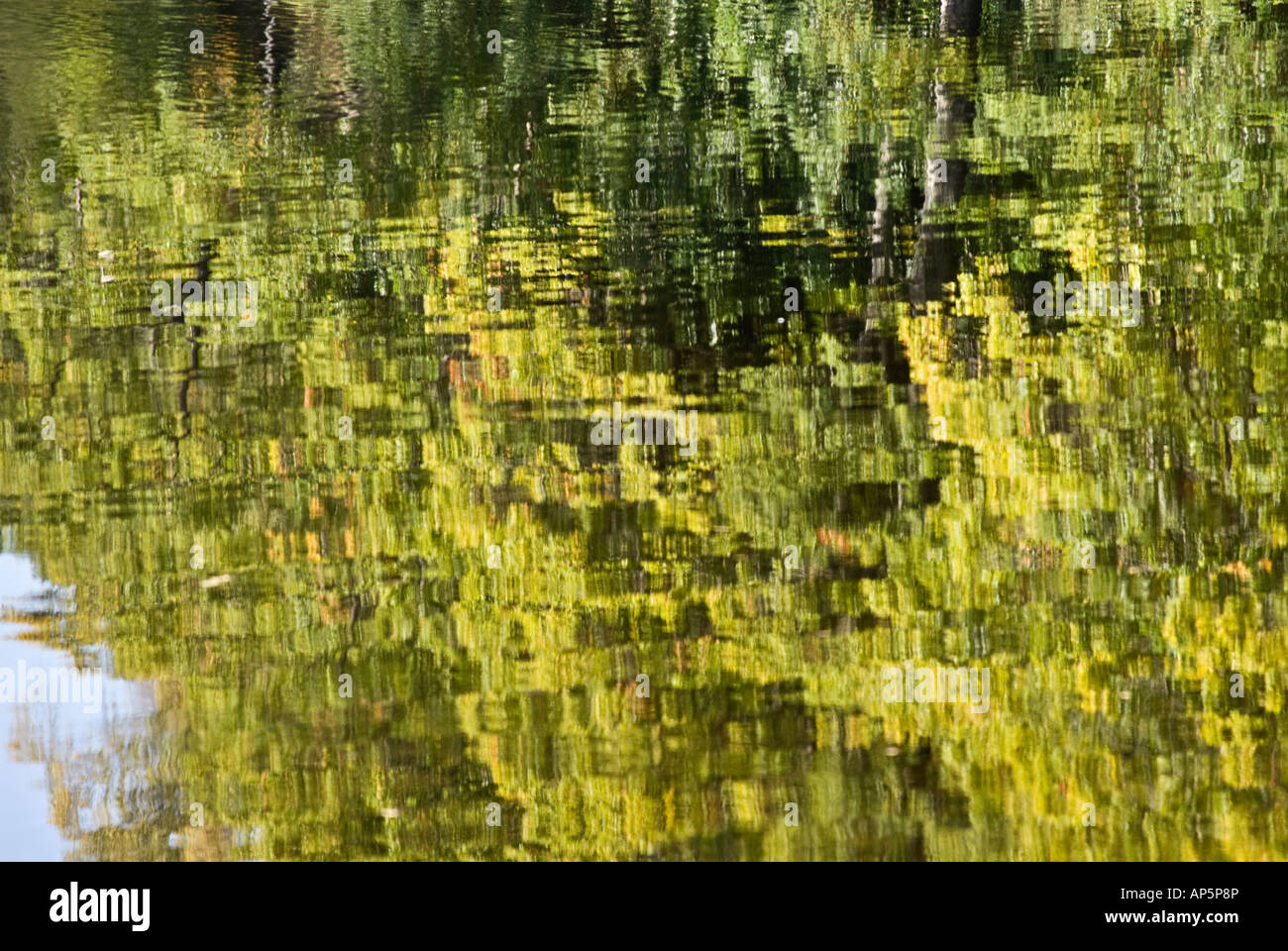 Close up of the reflection of trees in the calm, still waters of Loch ...
