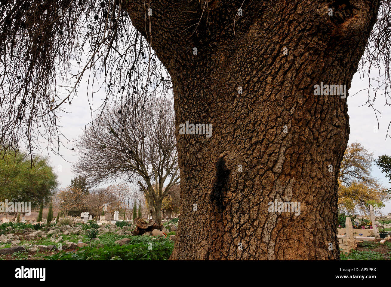Israel galilee tree pistachio hi-res stock photography and images - Alamy