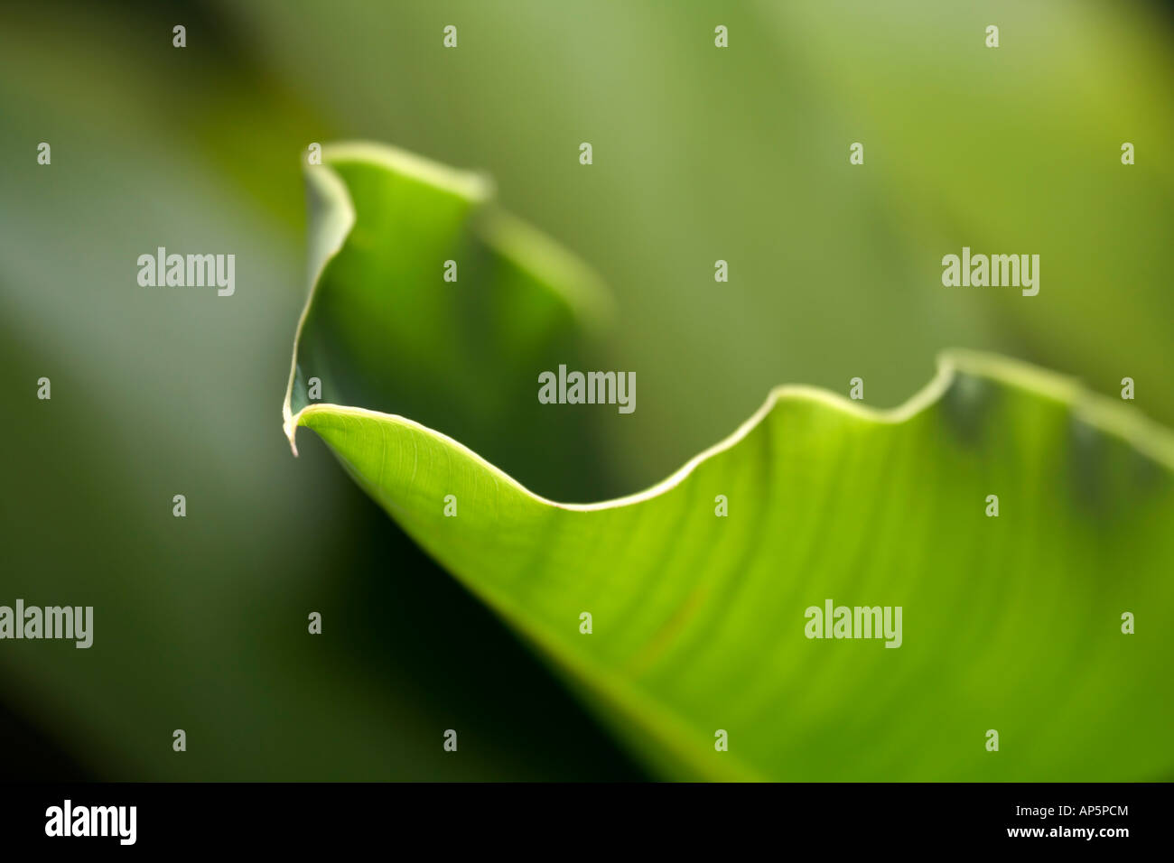 nature plant green leaf eco environment herbal ecology photosynthesis ...