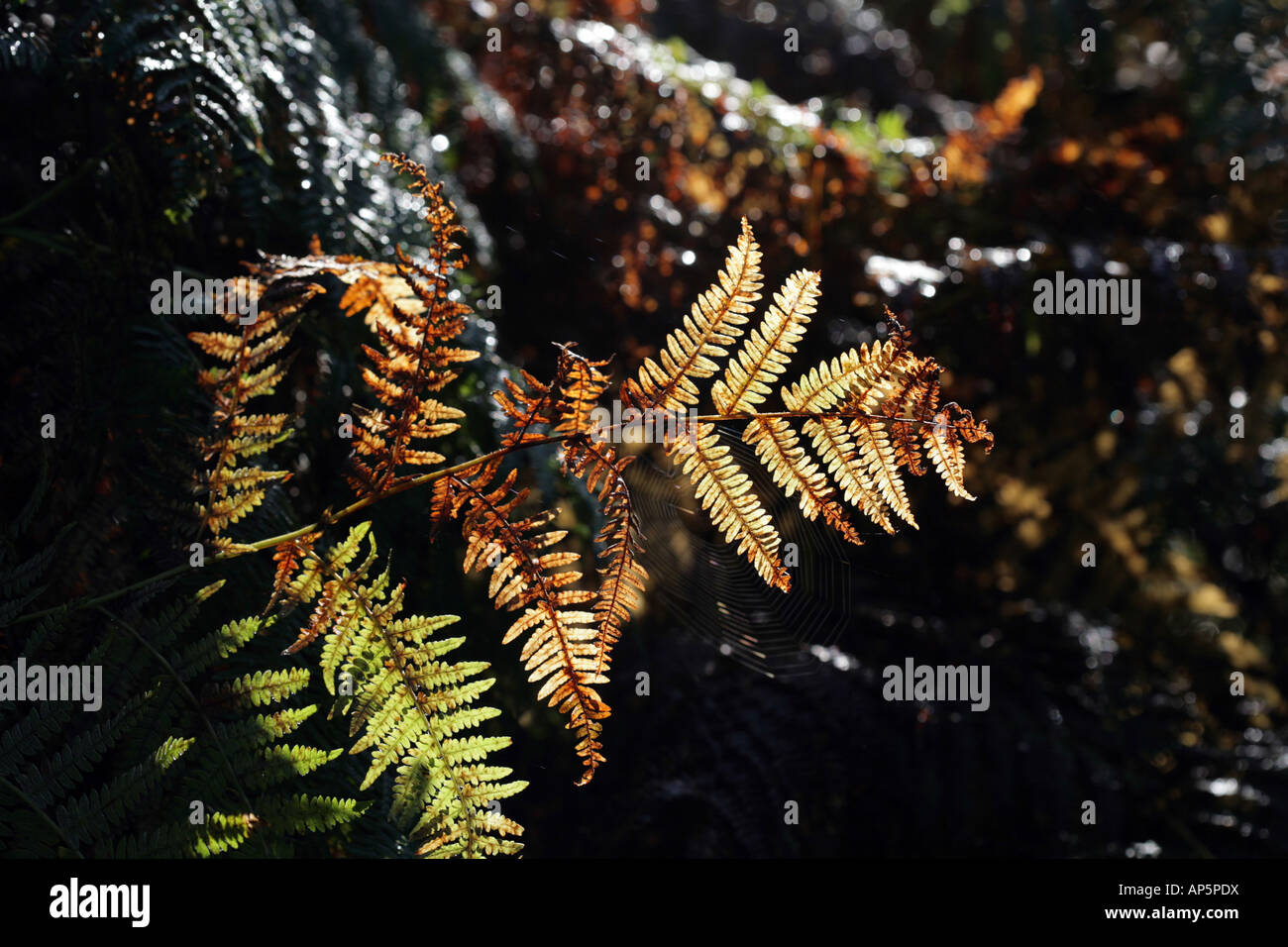 Bracken leaf slowly changing to Autumn colours Great Wood Walla Crag ...