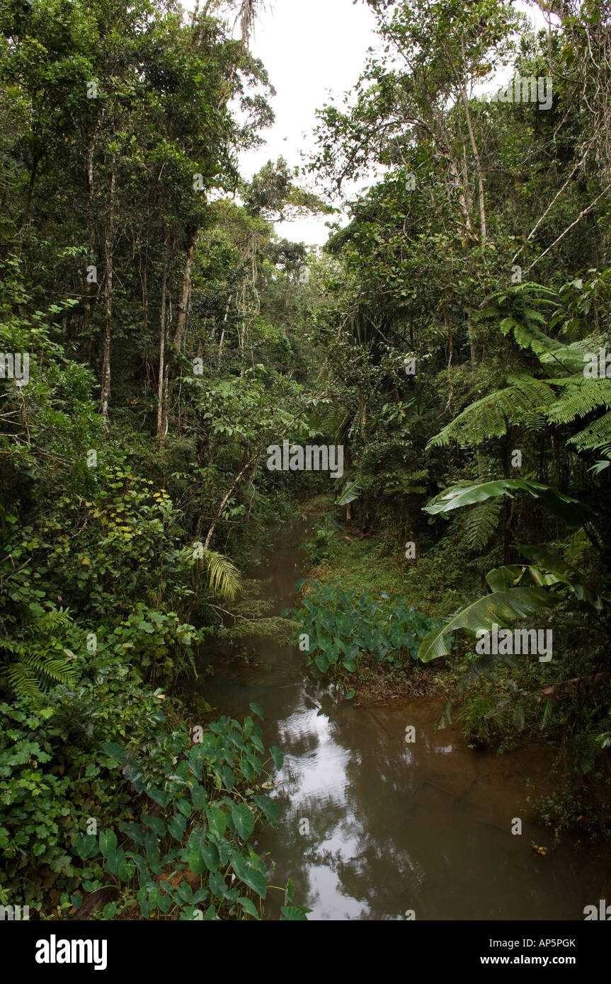 river in the rainforest, Analamazaotra Special Reserve, Andasibe ...