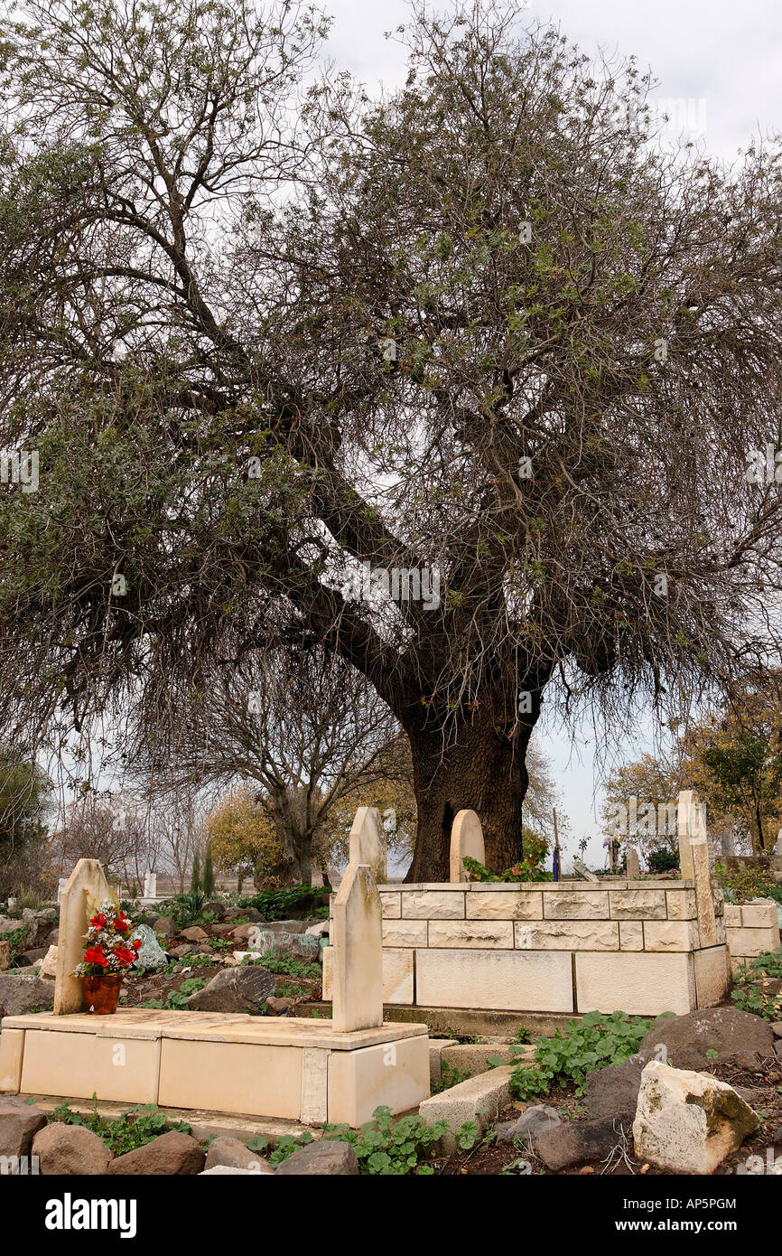 Israel the Upper Galilee Atlantic Pistachio Pistacia Atlantica tree at ...