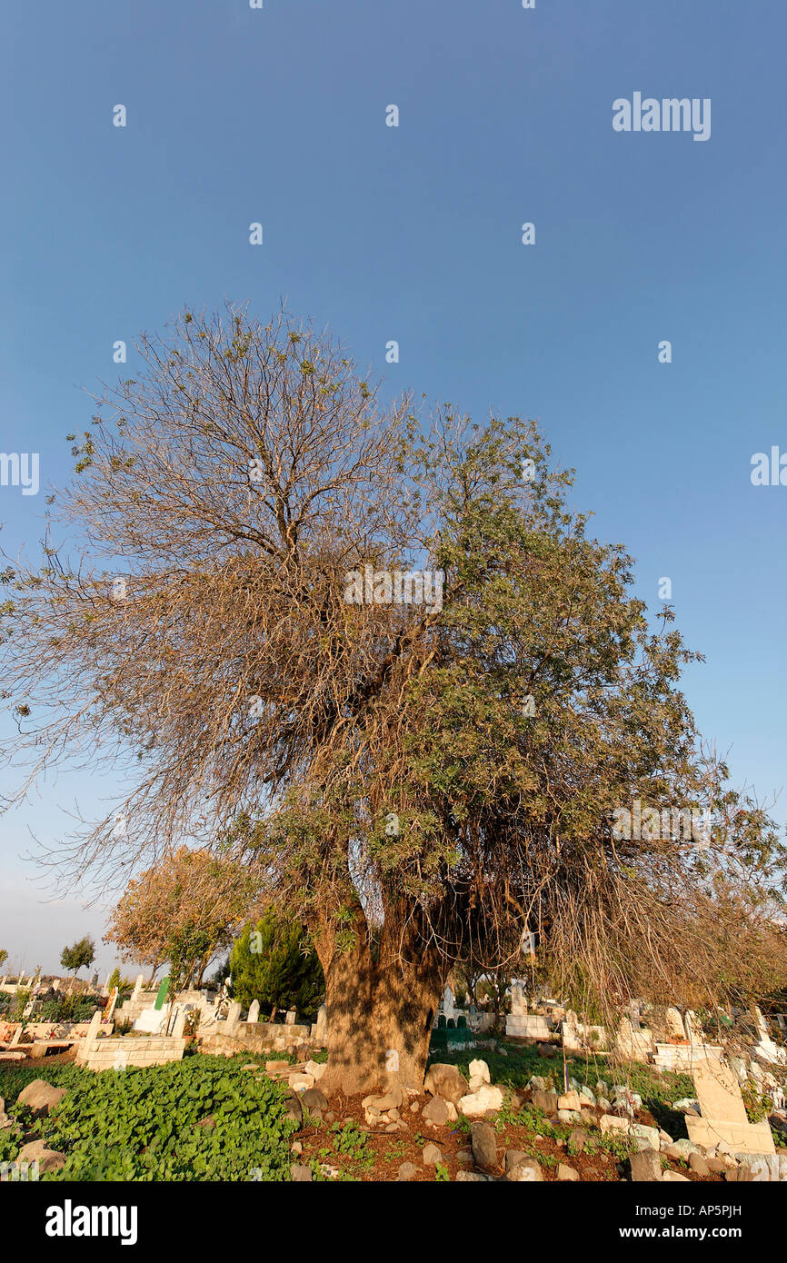 Israel the Upper Galilee Atlantic Pistachio Pistacia Atlantica tree at ...