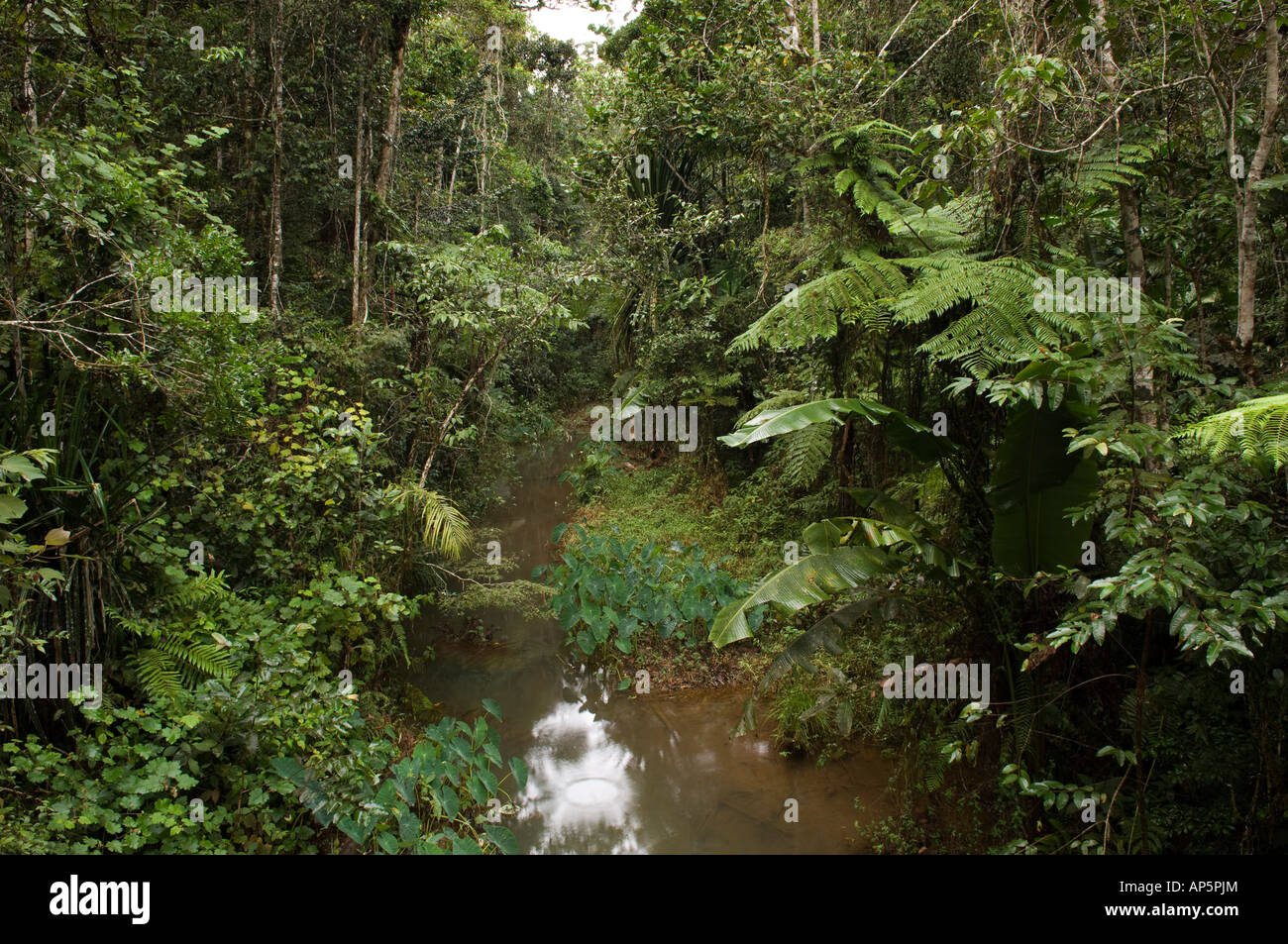 river in the rainforest, Analamazaotra Special Reserve, Andasibe ...