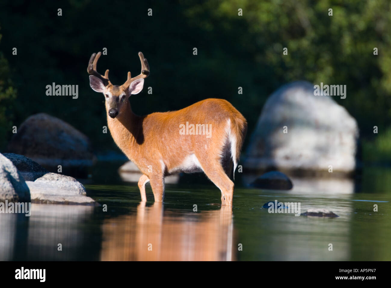 A whitetail deer buck, Odocoileus virginianus, in Katahdin Lake in ...