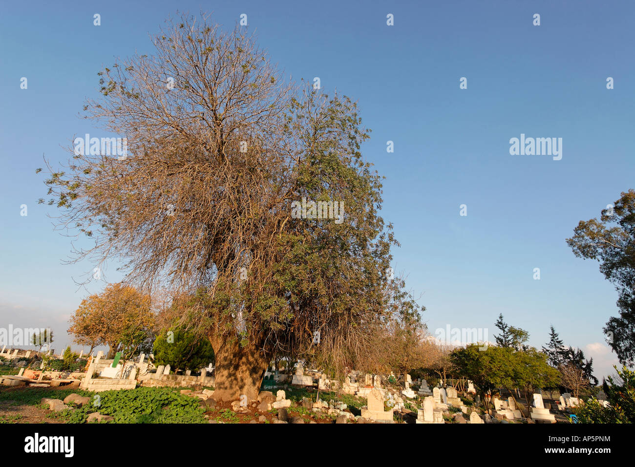Israel galilee tree tomb hi-res stock photography and images - Alamy